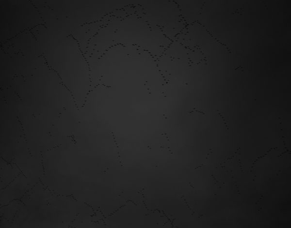 Bird after Bird - GroundWork