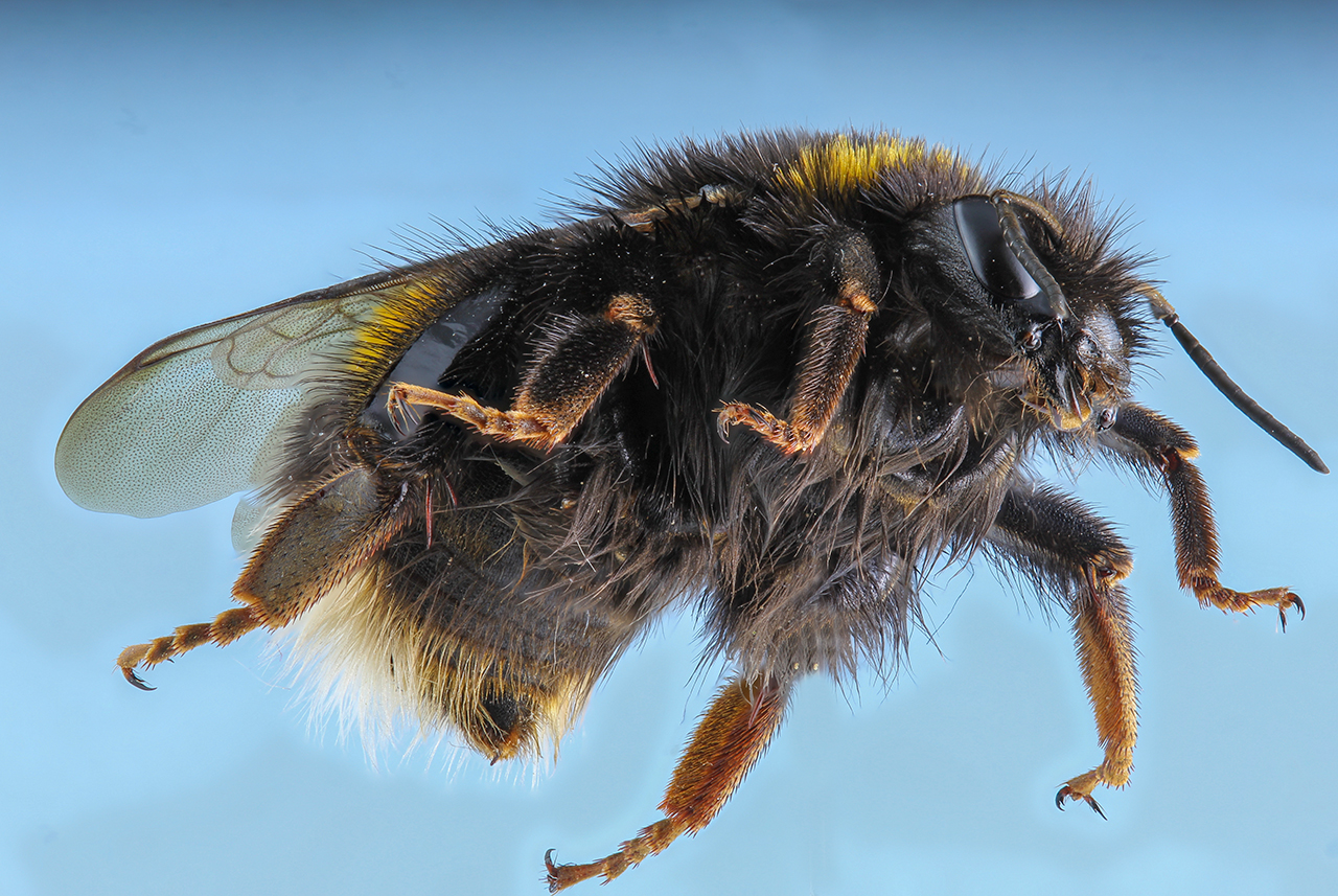 Bugs: Beauty and Danger - GroundWork