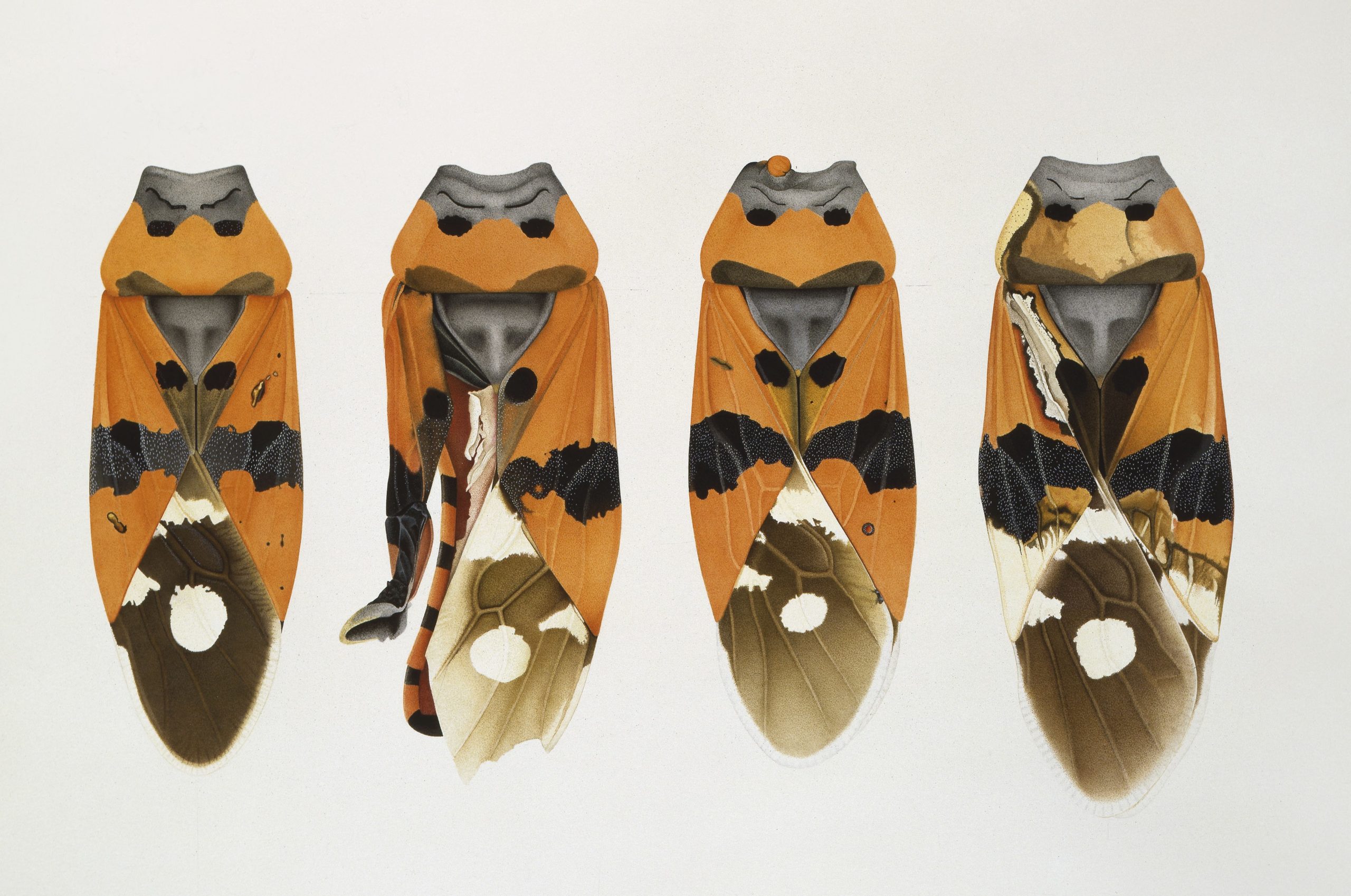 The Art and Science of Bugs - GroundWork