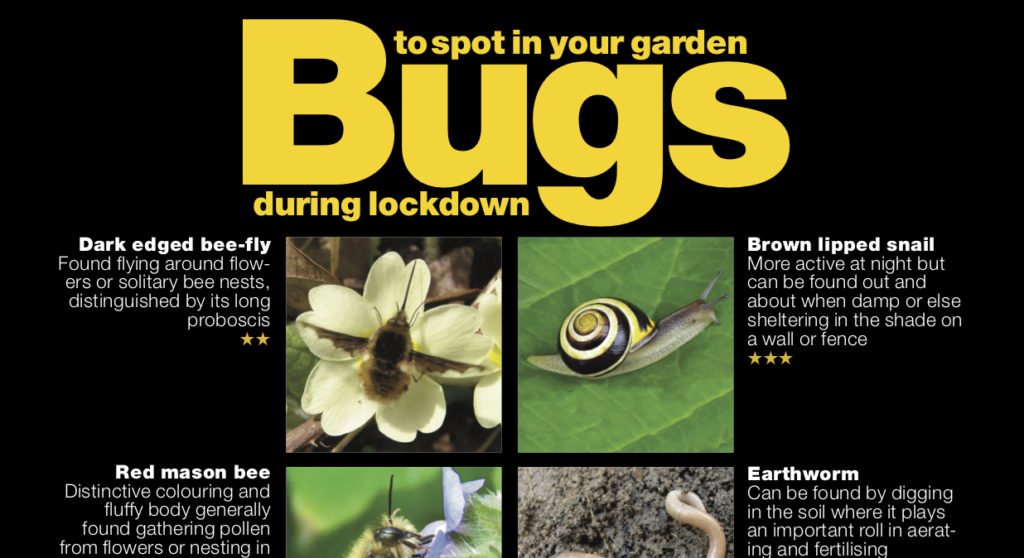 Find your local bugs - GroundWork