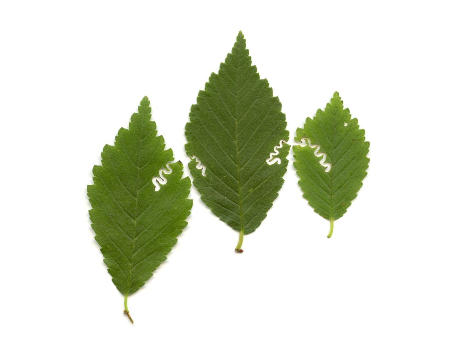 Plant Power - GroundWork