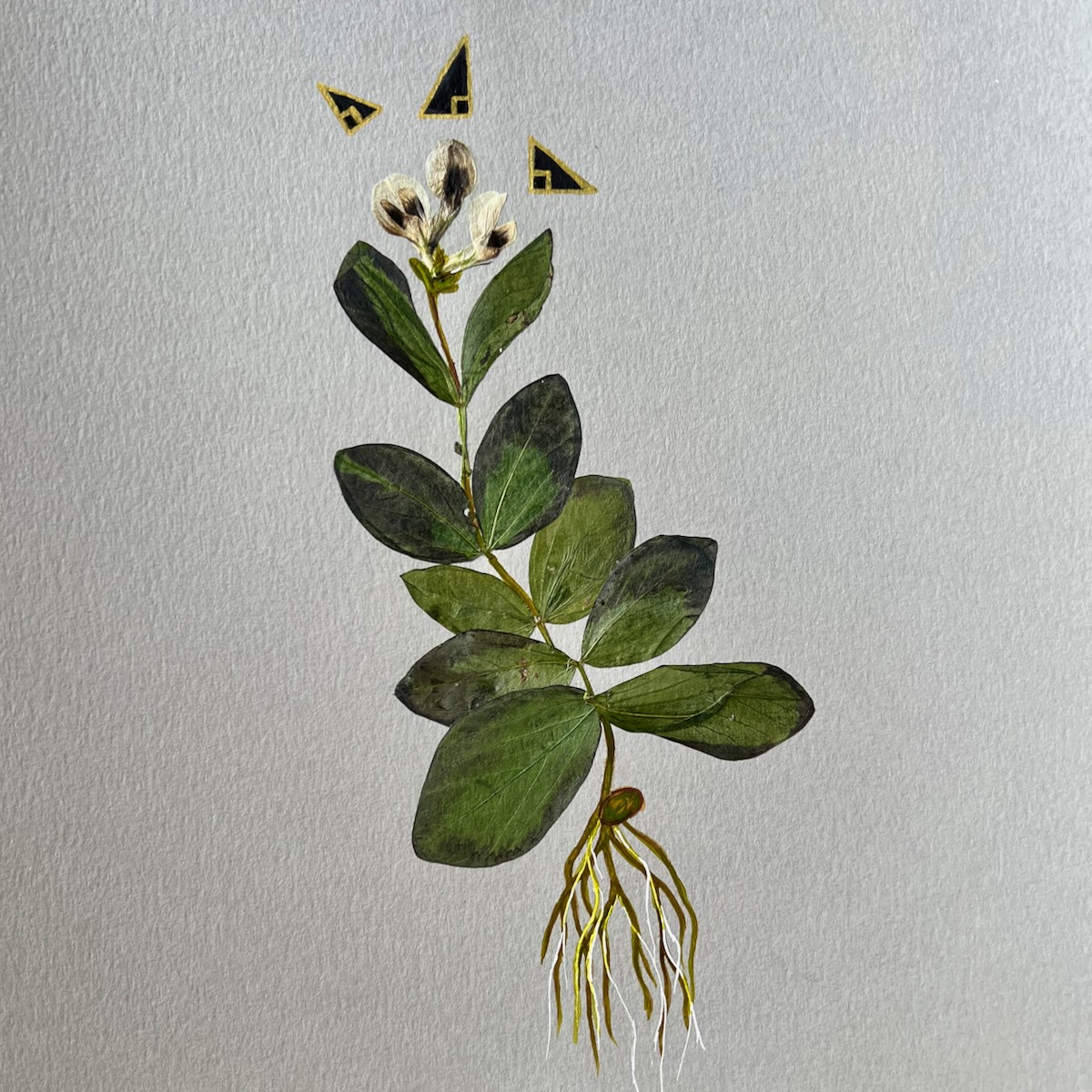 Plant Power - GroundWork