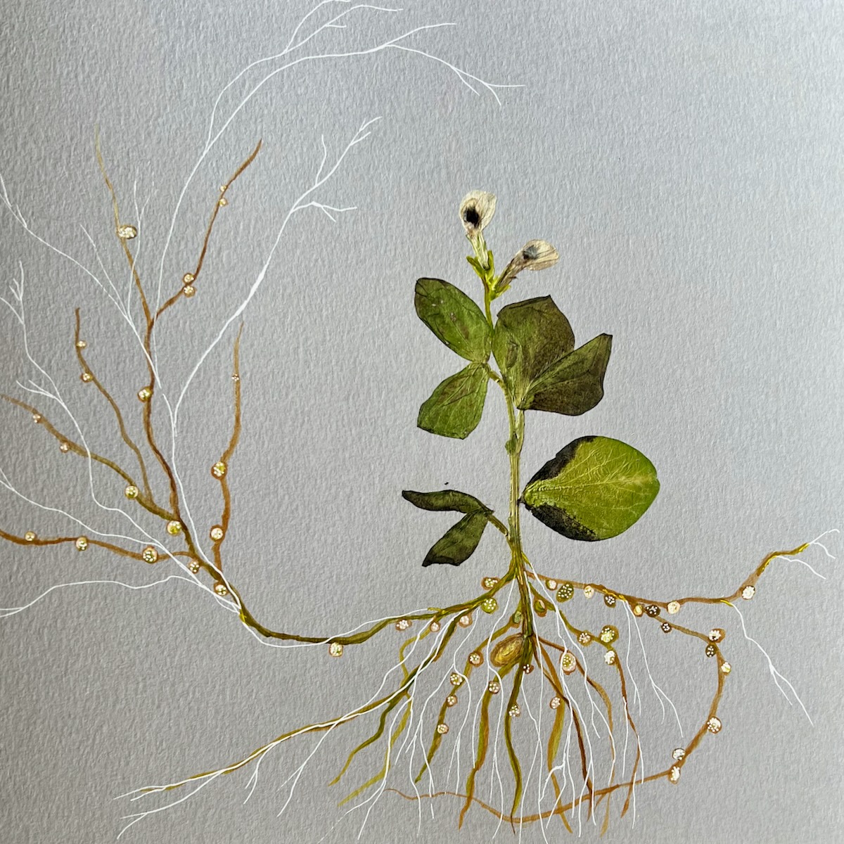 Plant Power - GroundWork